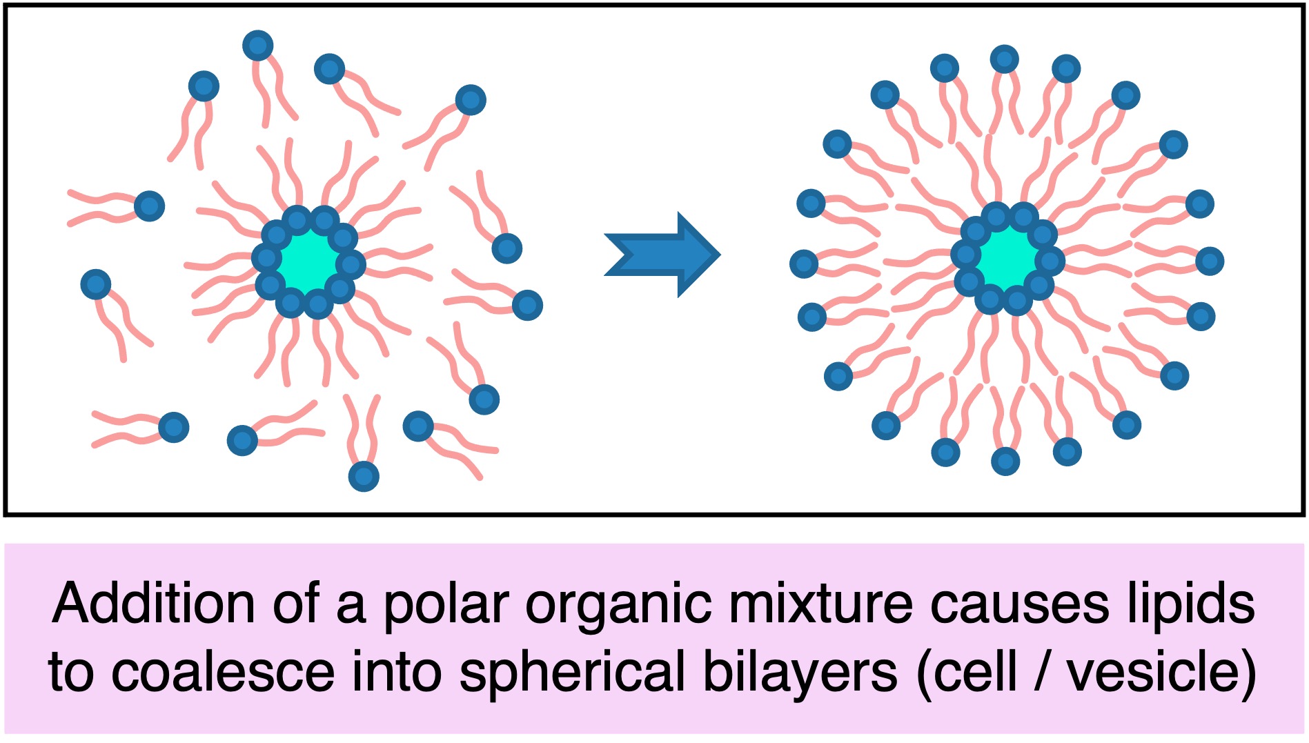 Protocell Formation