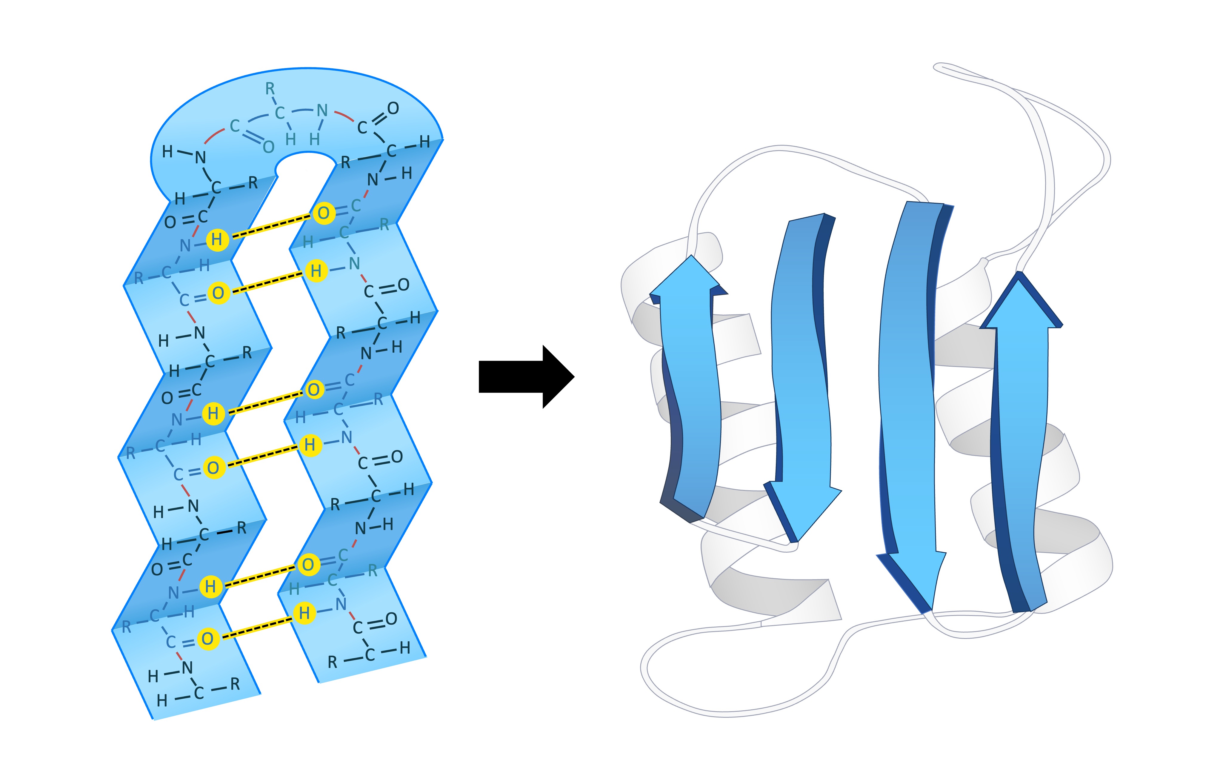 Protein Structure