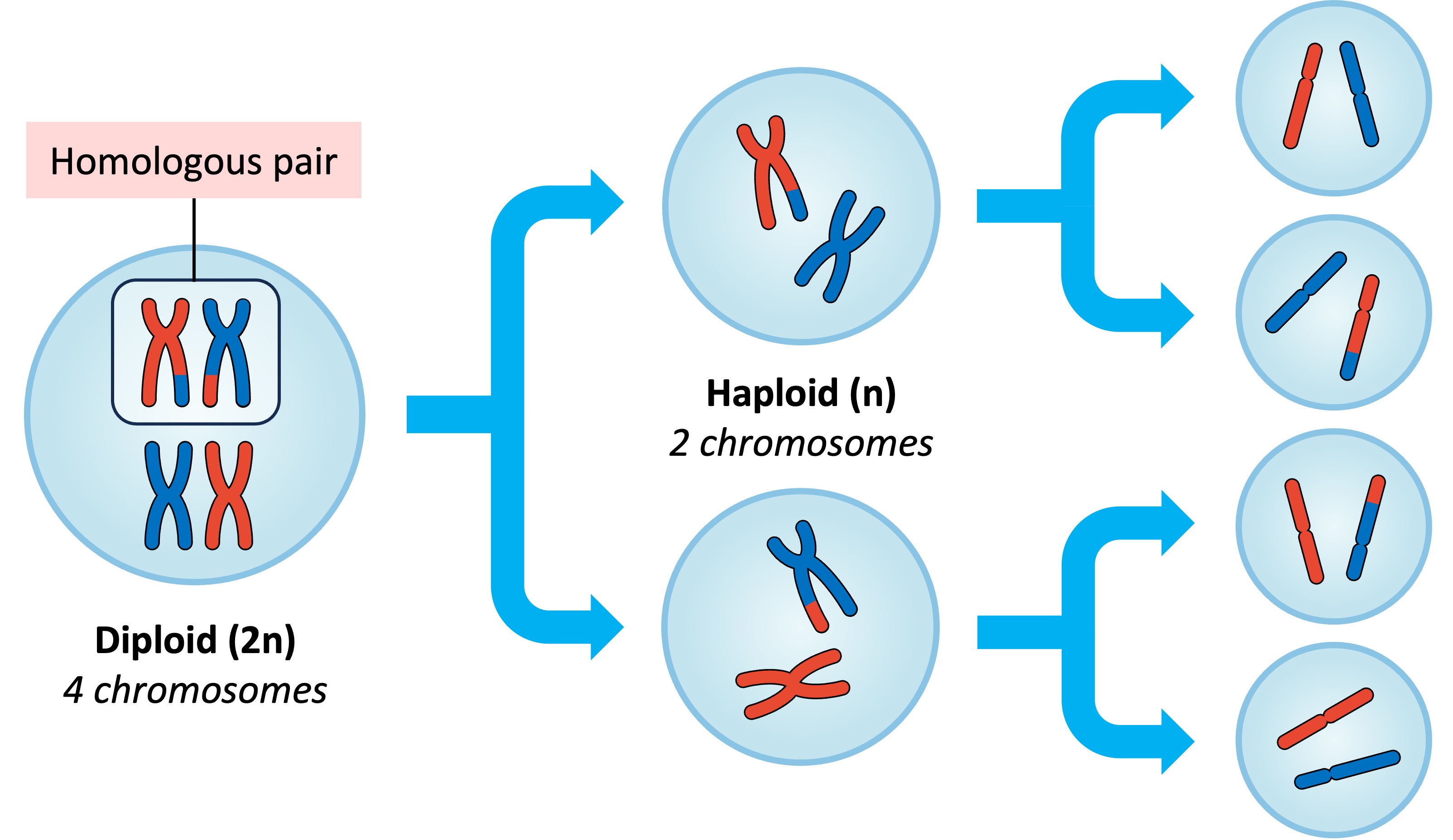 Meiosis