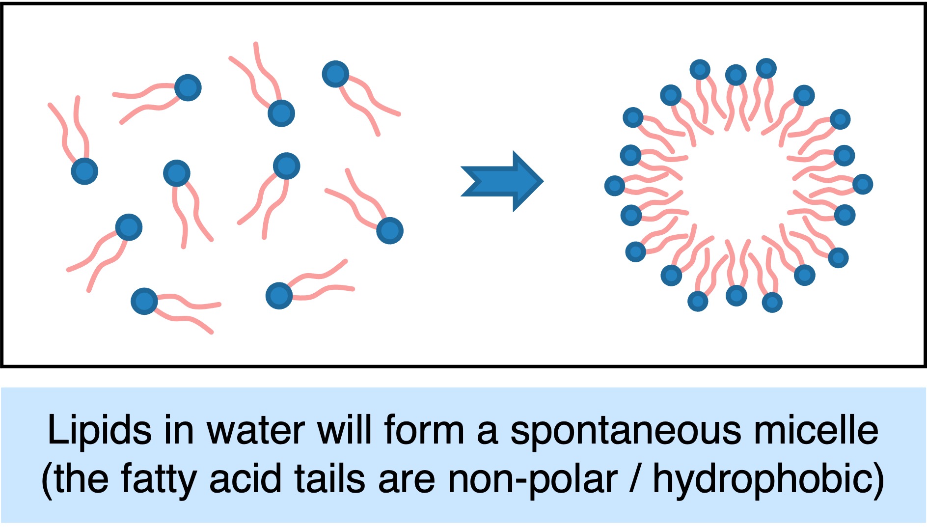 Protocell Formation